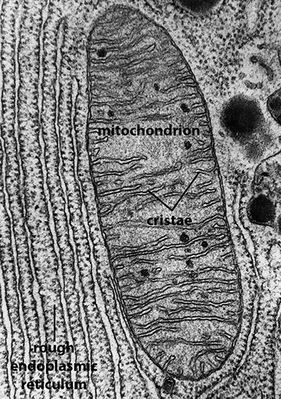 Biol 230 Lecture Guide Electron Micrograph Of Mitochondria